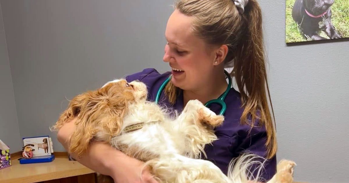 New Client Form in Jackson, MO | Jackson Veterinary Clinic