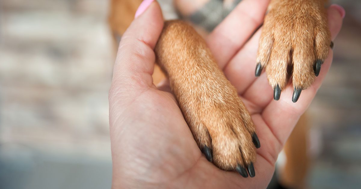 End-of-Life Care for Dogs & Cats in Jackson, MO | Jackson Veterinary Clinic
