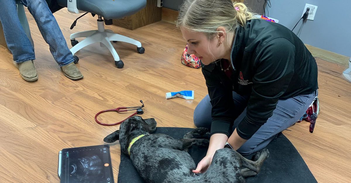 Urgent & Emergency Veterinarian in Jackson, MO | Jackson Veterinary Clinic